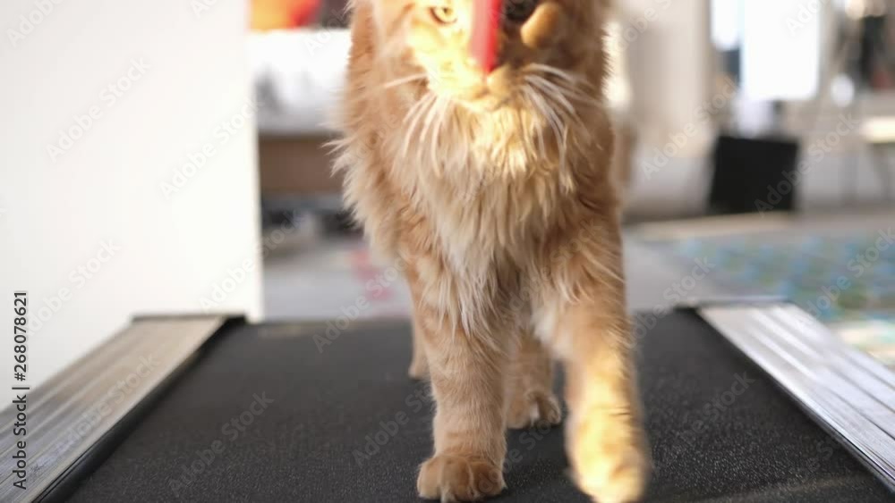 Vidéo Stock Maine coon cat exercising on a treadmill. slow motion ...