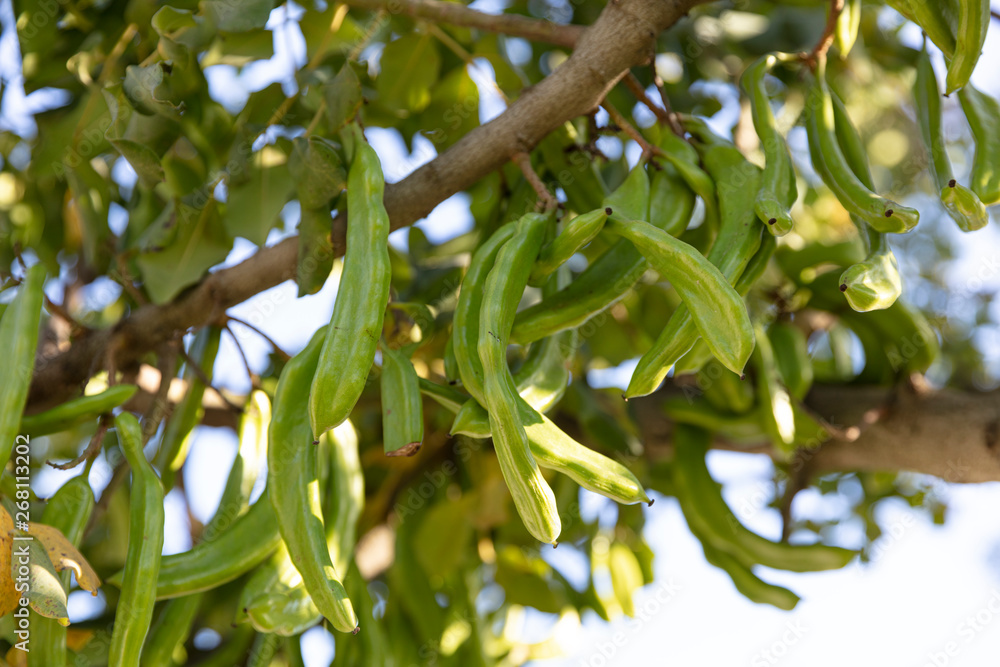 Carob tree. Ceratonia siliqua, commonly known as the carob tree or ...
