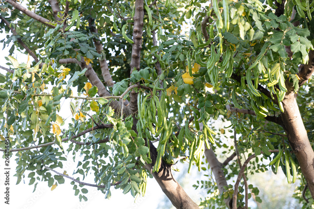 Carob tree. Ceratonia siliqua, commonly known as the carob tree or ...