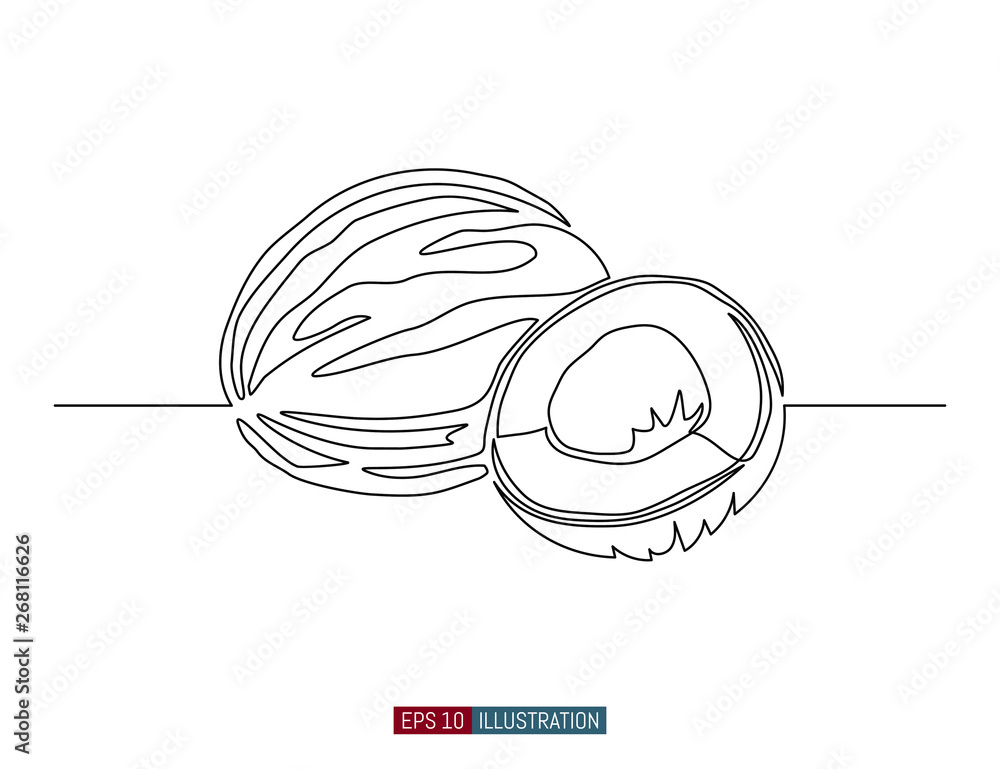 Continuous line drawing of coconut. Template for your design. Vector ...