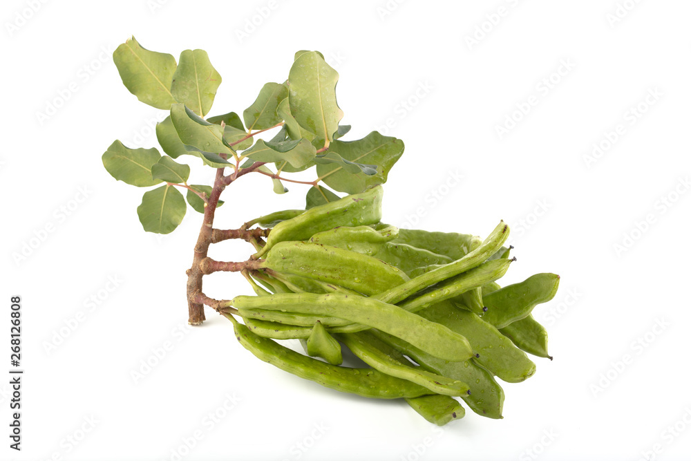 Green carob pods isolated on white background.Ceratonia siliqua ...