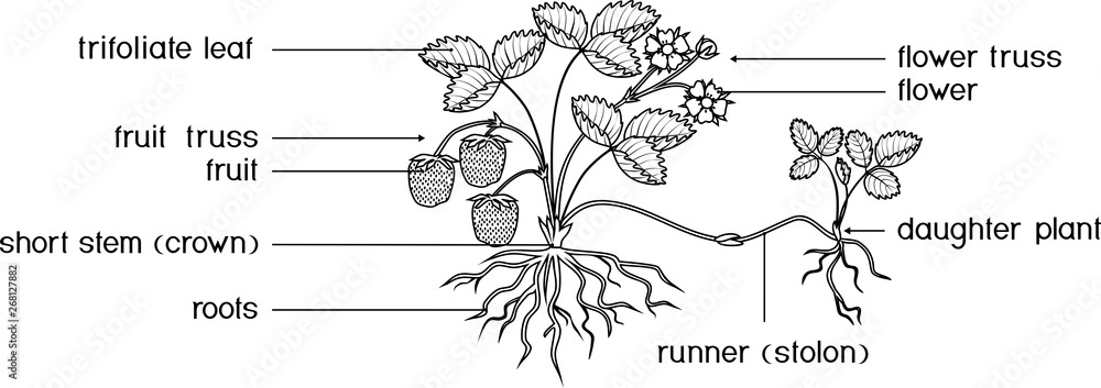 Coloring page with parts of plant. Morphology of garden strawberry ...
