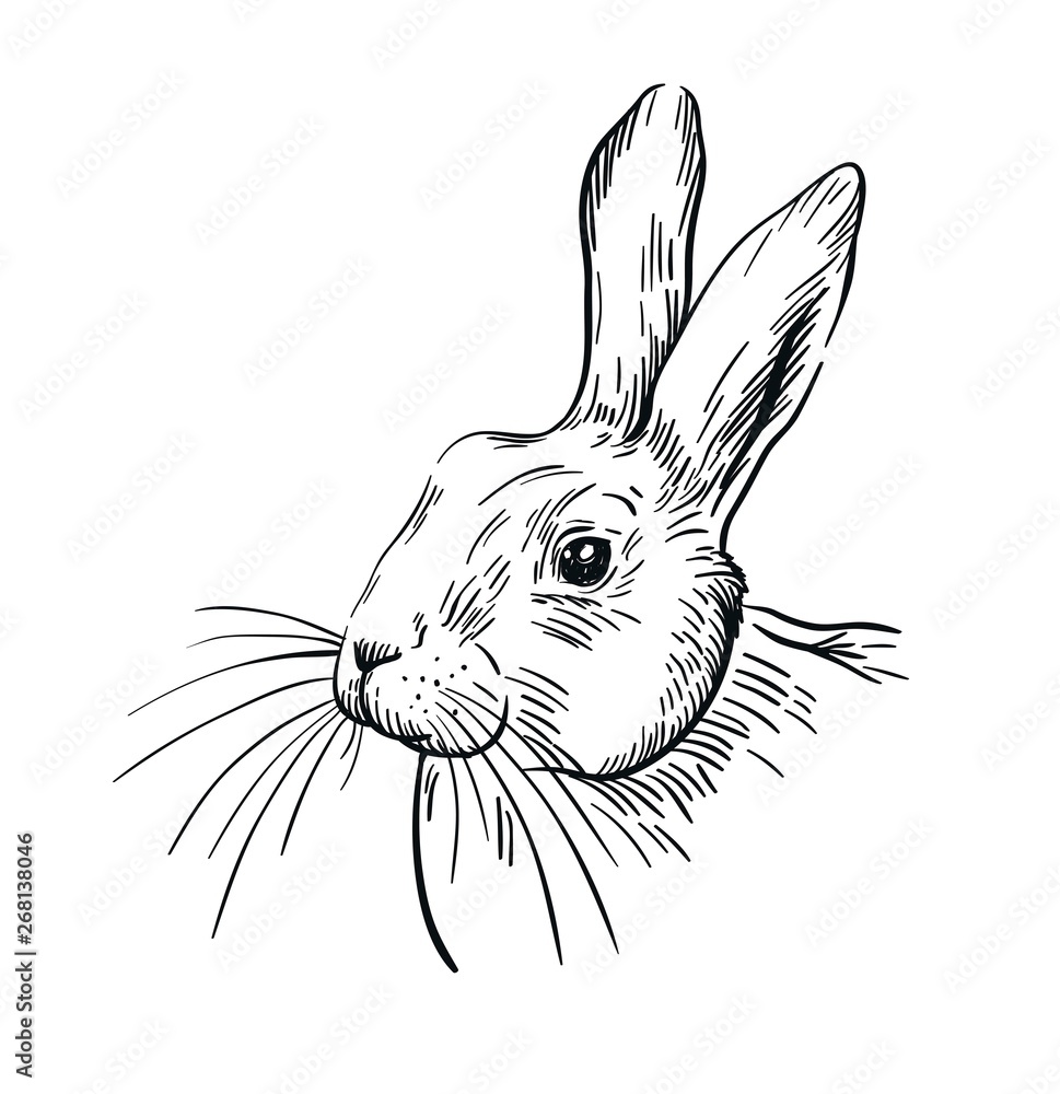 line drawing of the head of the rabbit Stock Vector | Adobe Stock