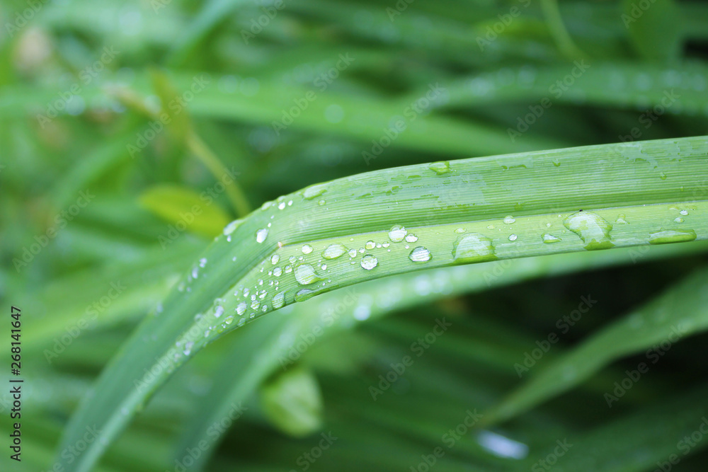 Dew, rain drops, droplets on leaves of orange Crin, Lily, green plant ...
