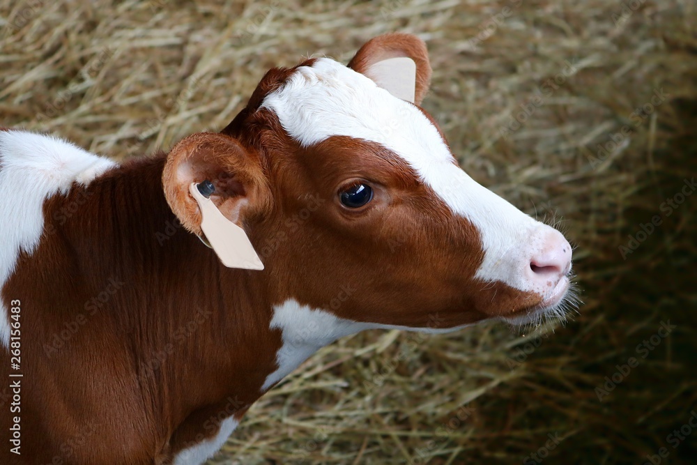 Red Holstein Calf