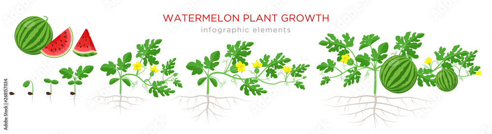 Watermelon plant growth stages from seed, seedling, sprout, flowering ...