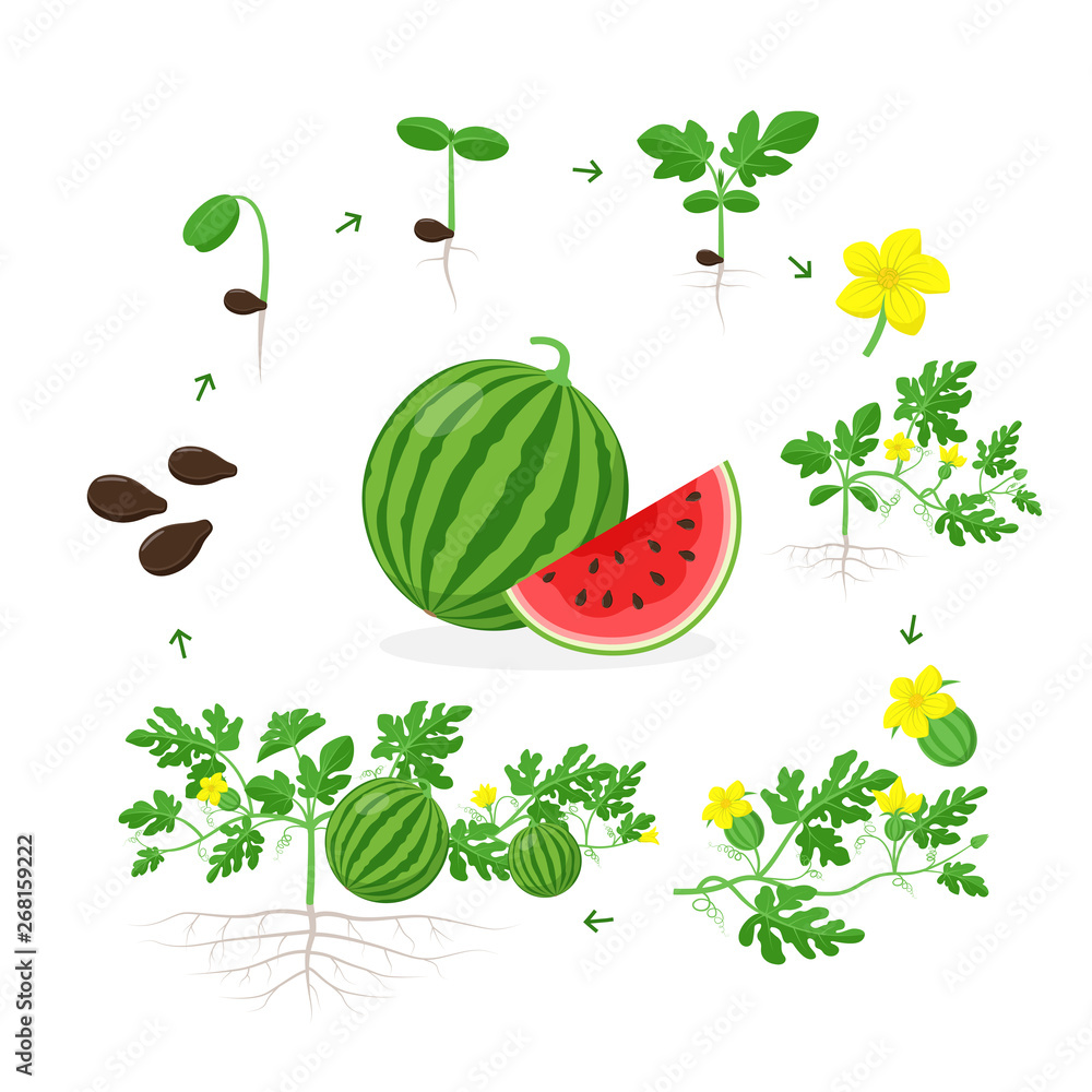 Vecteur Stock Watermelon plant growth stages from seed, seedling ...