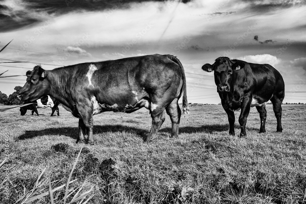 Cows in the pasture, Brown Swiss.Fleckvieh. Fries Hollands vee.Fries ...