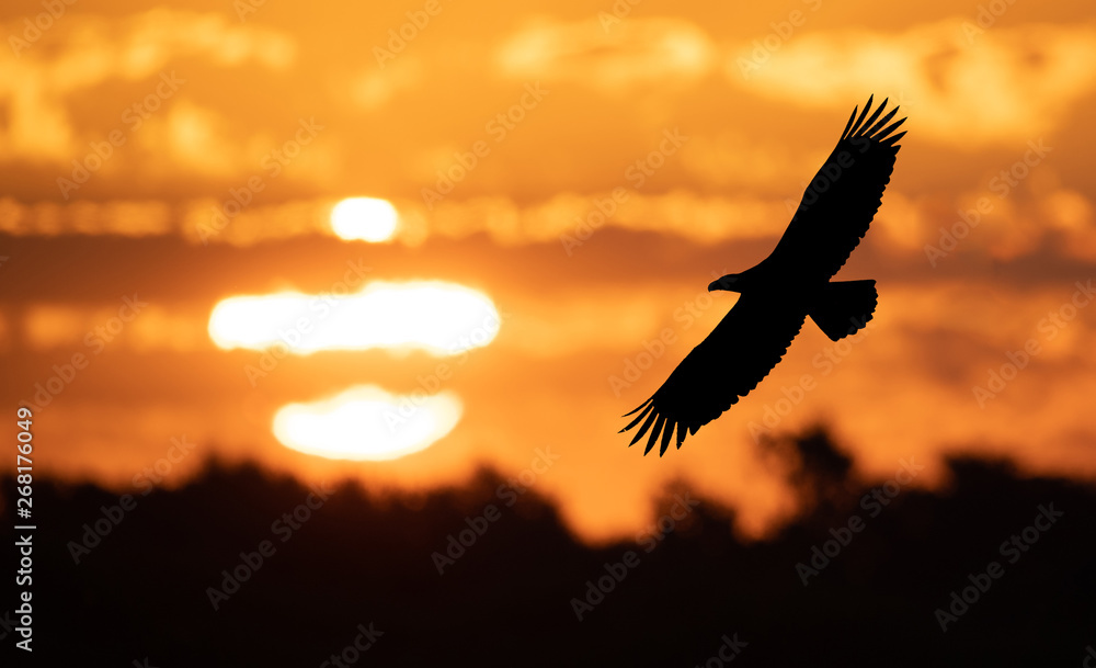 Bald Eagle at Sunrise Stock Photo | Adobe Stock