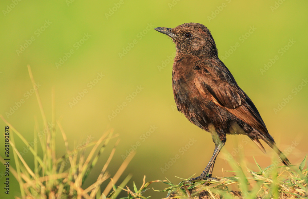 Brown bird side profile standing erect blurred green background Masai ...