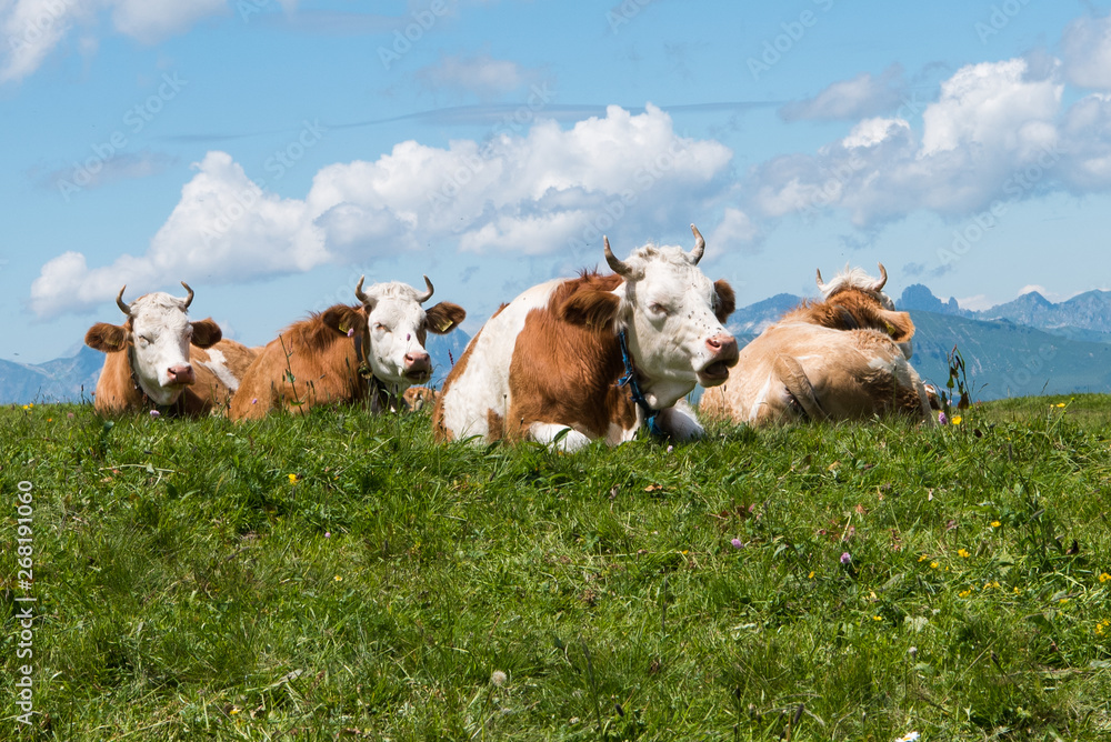 Almwirtschaft- Simmenthaler Fleckvieh in der Westschweiz, wo seit 1400 ...