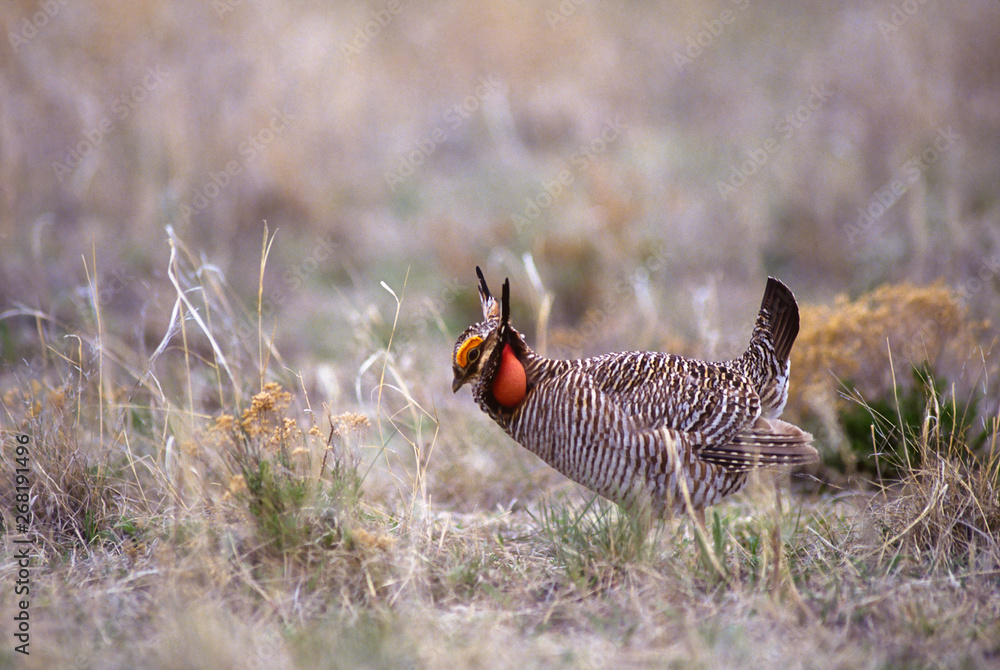 Male lesser prairie chicken (Tympanuchus pallidicinctus) displaying on ...