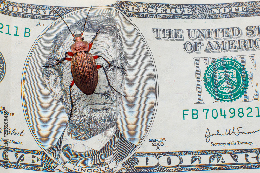 Ground beetle on a five-dollar bill. Money beetle. Concept: close your ...