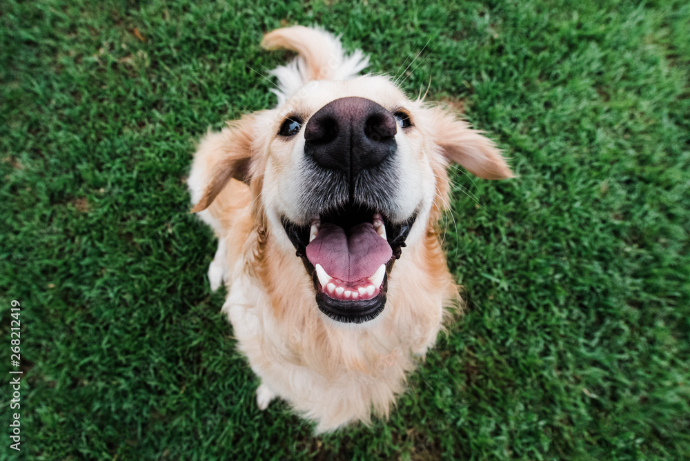 Very happy golden retriever Stock Photo | Adobe Stock