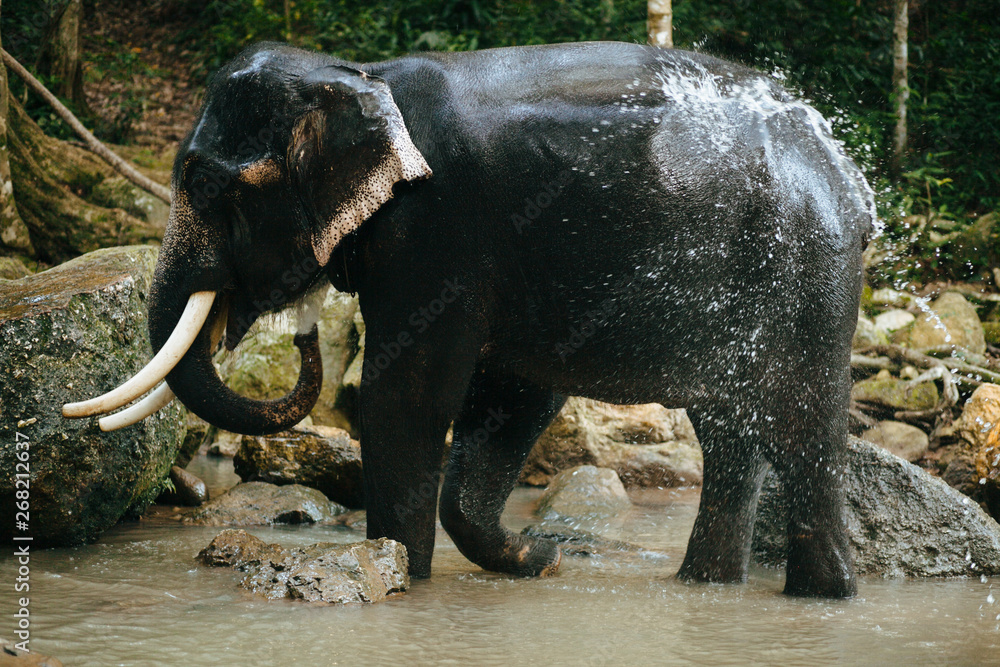 Washing elephant Stock Photo | Adobe Stock