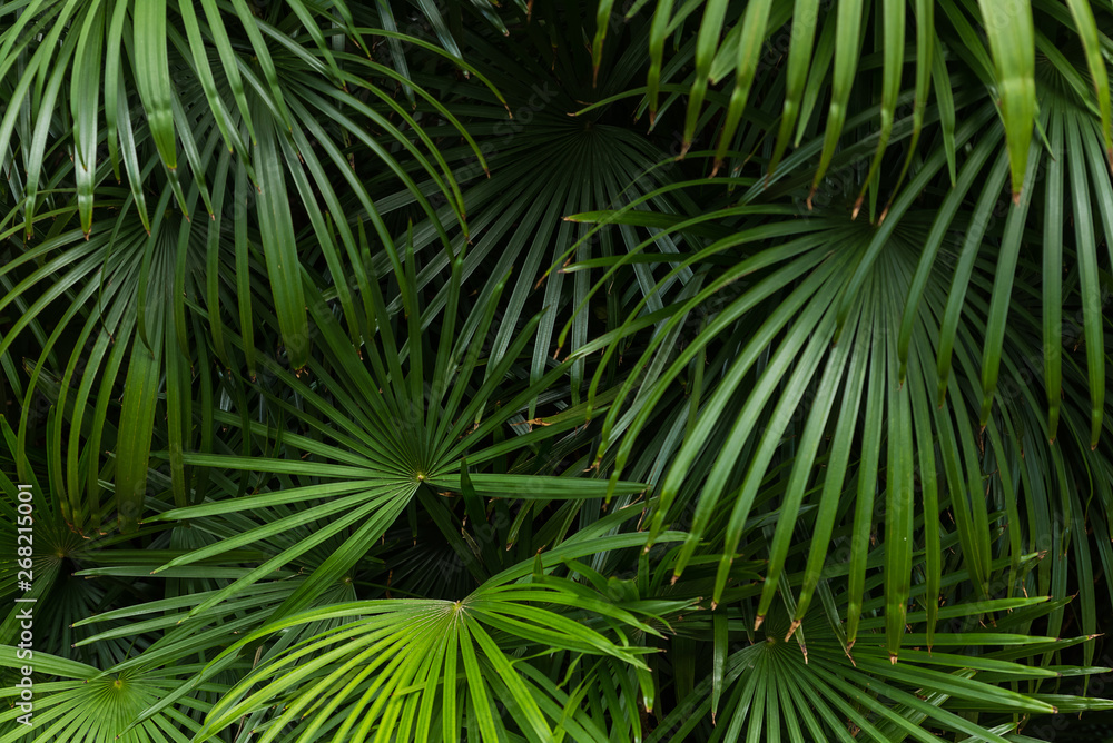 Palm tree leaves Stock Photo | Adobe Stock