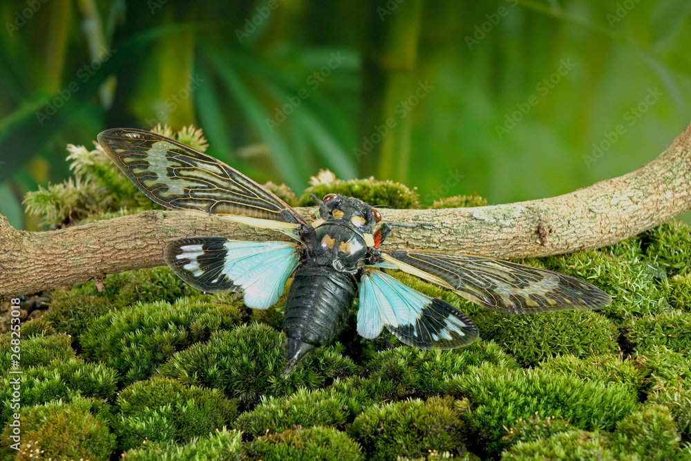 Cicada : Blue butterfly-wings cicada (Distantalna splendida) is a ...