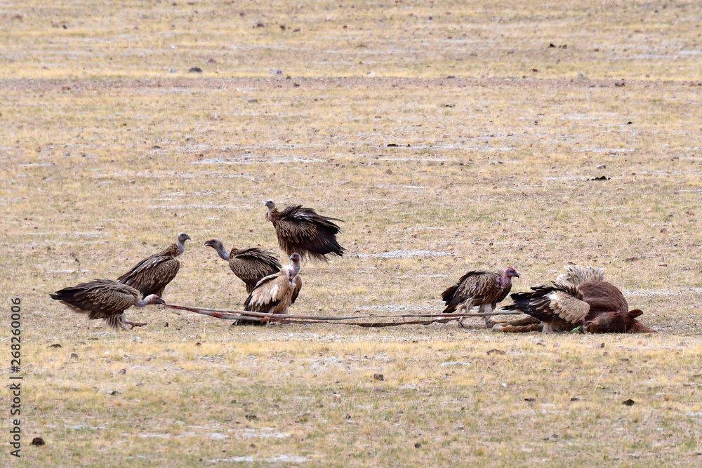 Vultures in the wild feed on the corpse of dead animal in the mountains ...