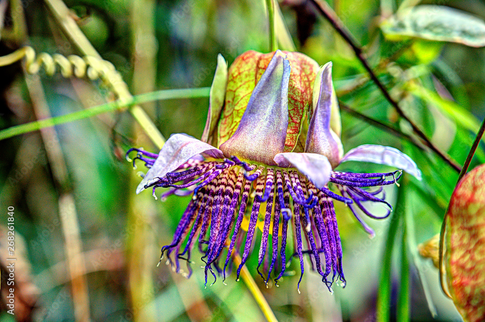 Flower Native To Puerto Rico | Best Flower Site