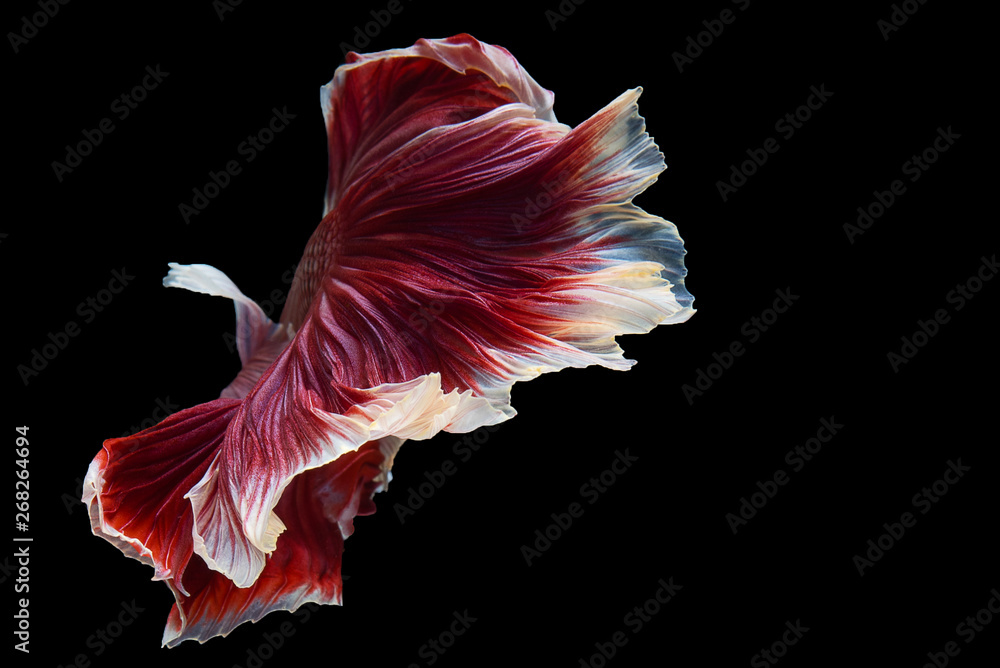 Red white tail of Siamese Fighting fish "Fancy Halfmoon Betta",The ...