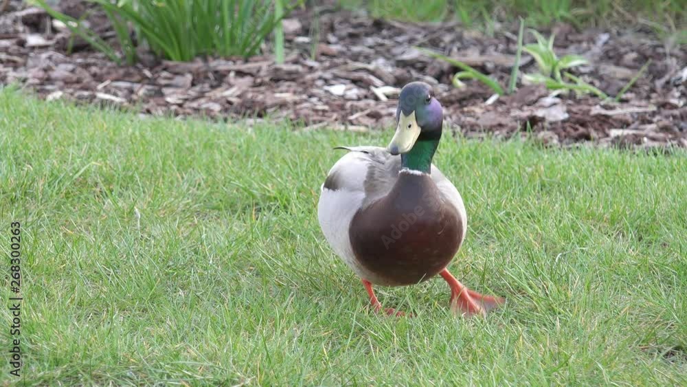 mallard standing in nature and run away Stock Video | Adobe Stock