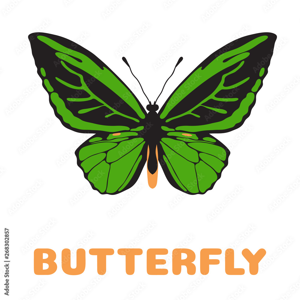 Butterfly Ornithoptera priamus flashcard. Vector illustration for kids ...