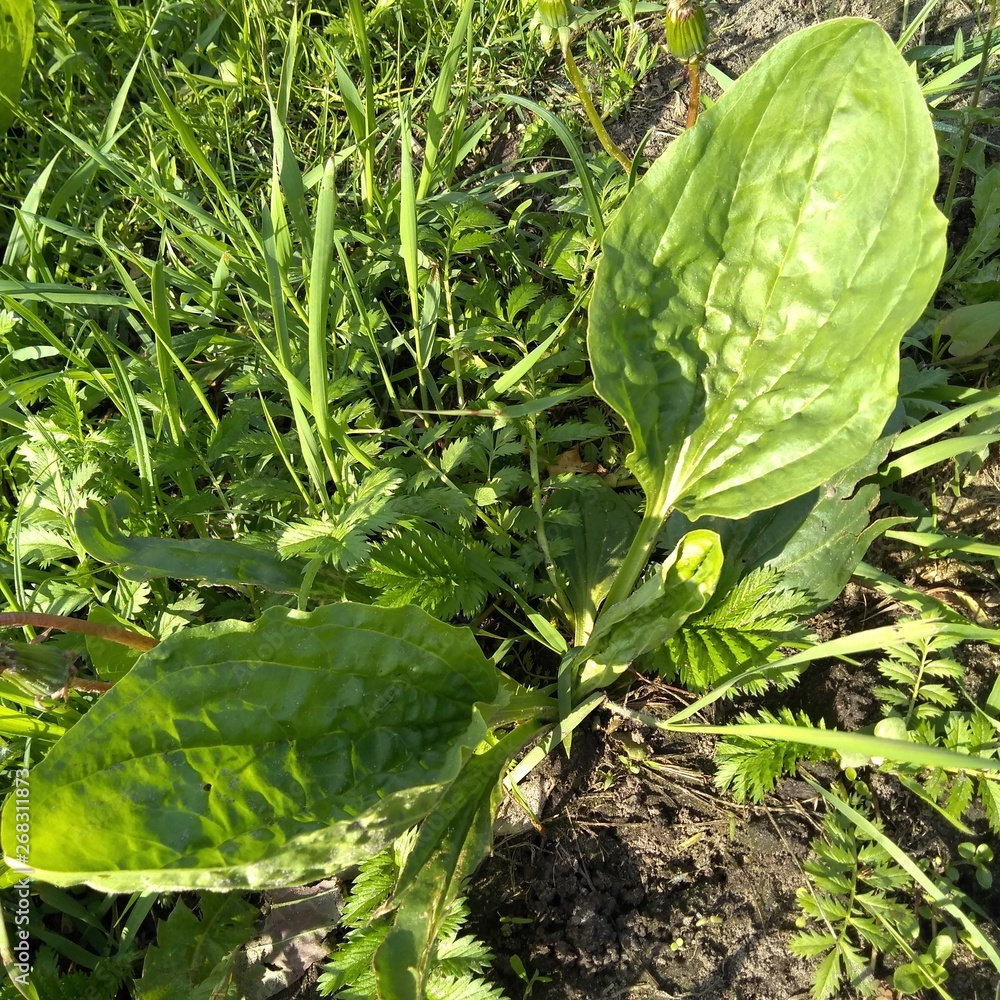 Plantain plant with green leaf. Plantago major (broadleaf plantain ...