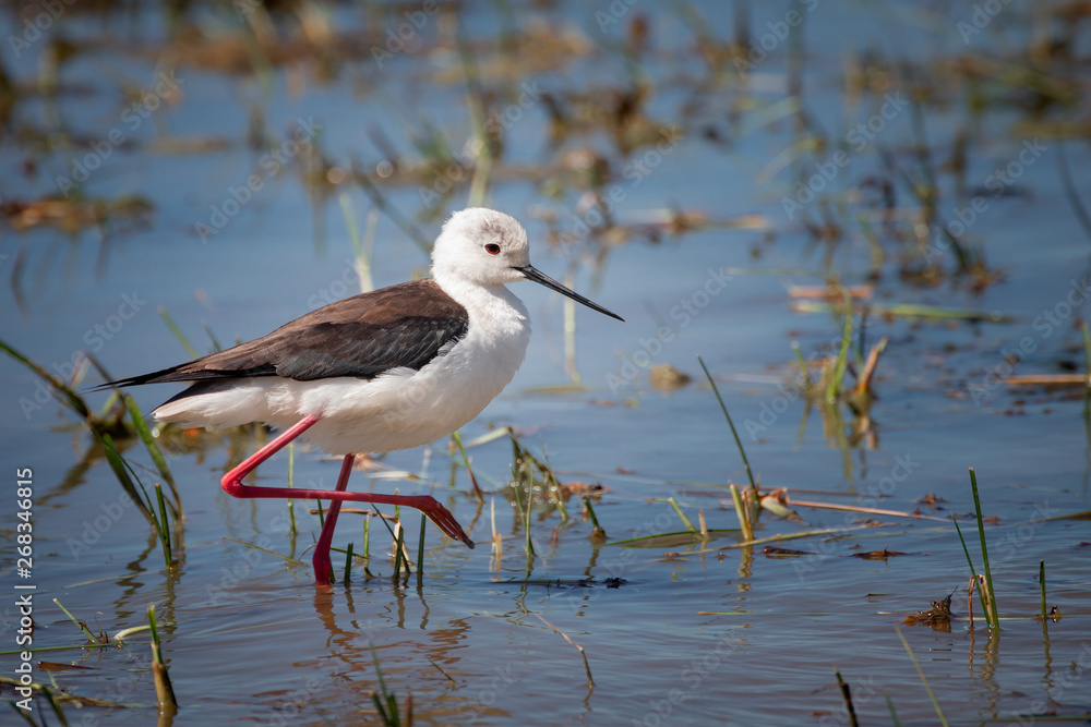 Black-winged Stilt, Pied Stilt (Himantopus himantopus) over a wathered ...