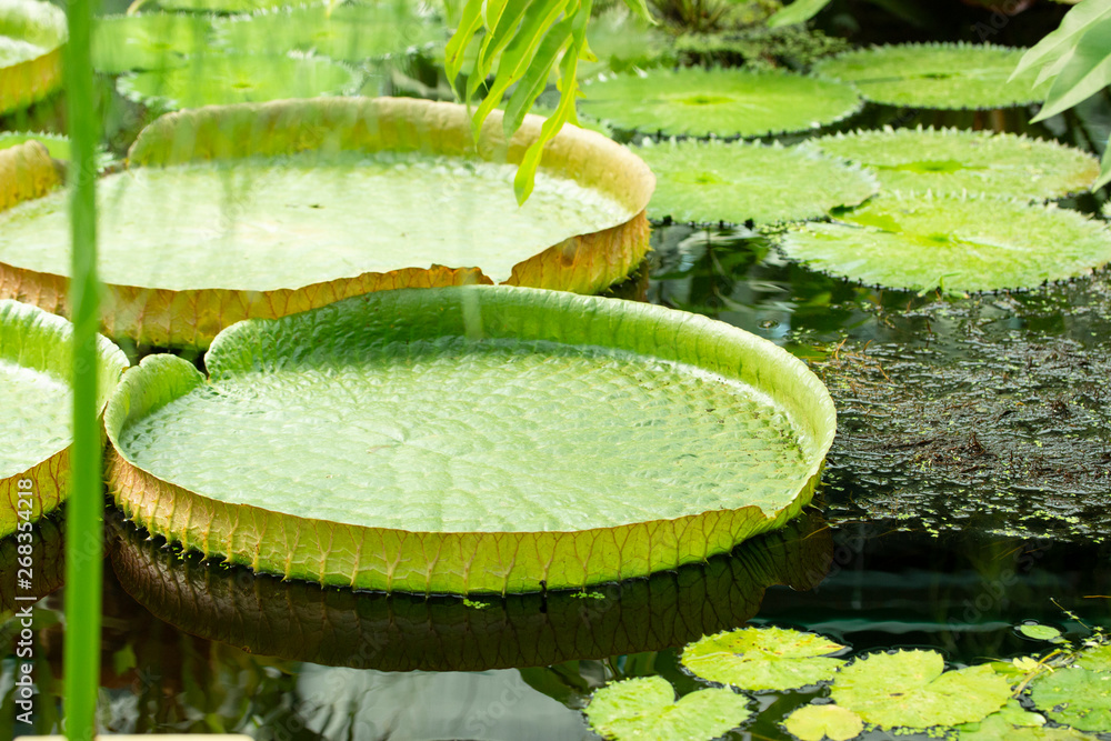 Victoria amazonica is the largest waterlily in the world. Leaves of ...