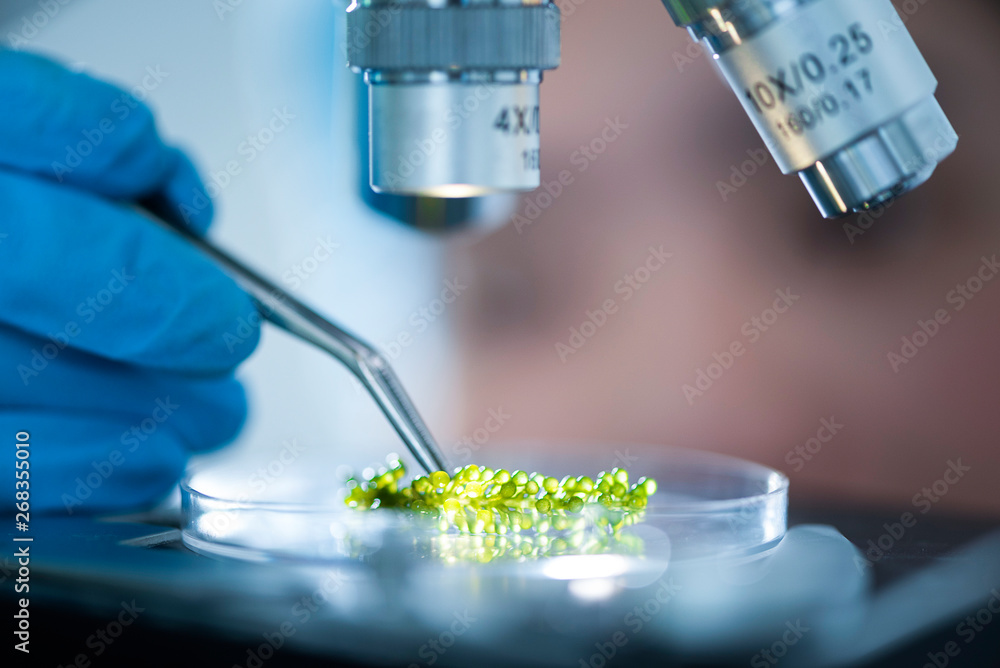 Scientist analyzing microscope slide at laboratory. Young woman ...