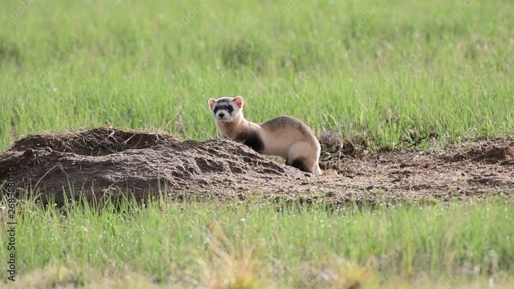 An Endangered Black-footed Ferret Exploring the Prairie in Colorado ...