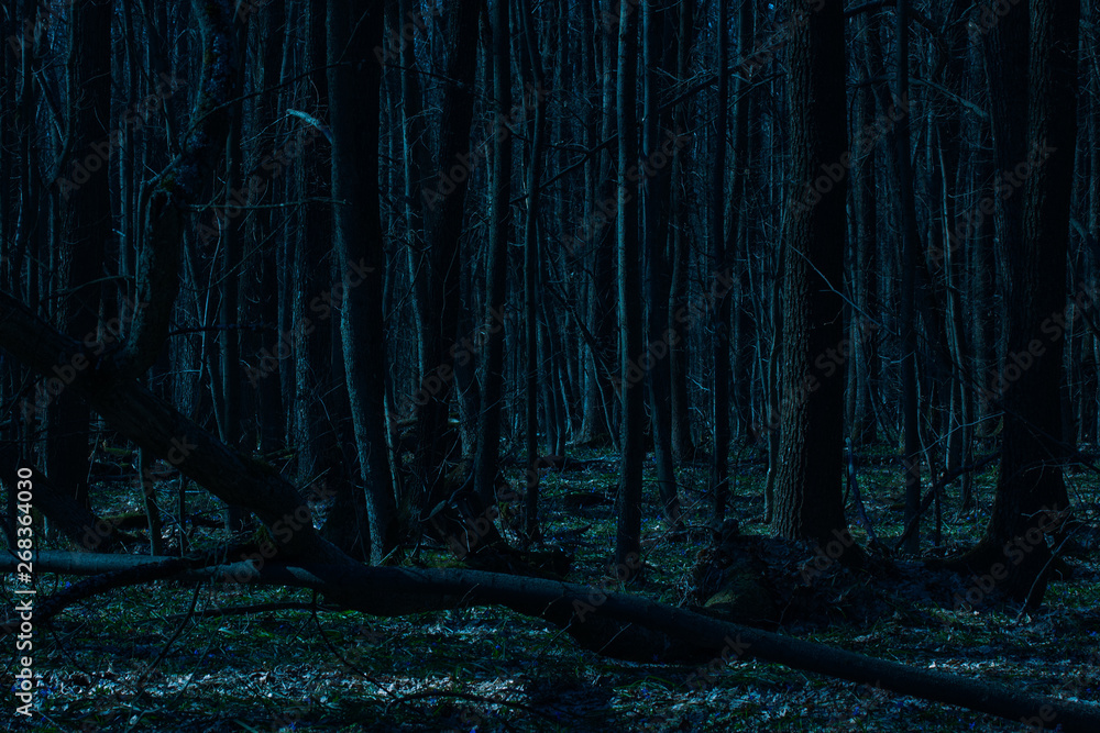 dark night forest partially glows from the moonlight tall mysterious ...