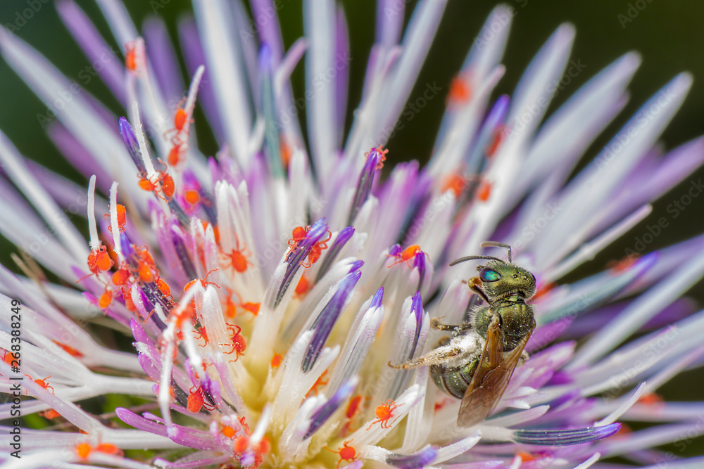 Massive infestation of very little red spiders with bee watching the ...