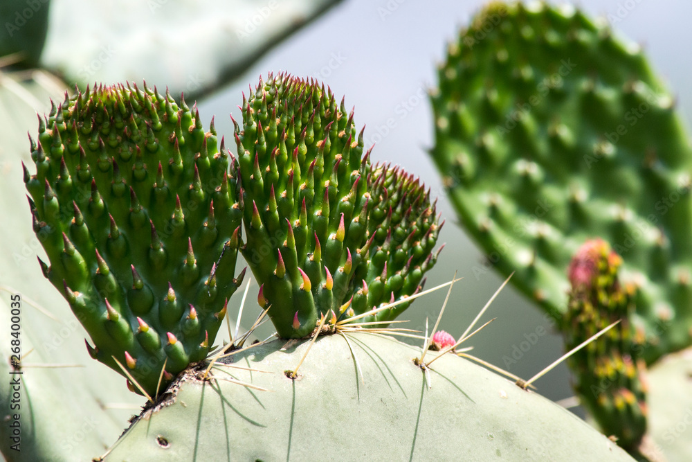 hojas tiernas y brotes de Nopal Stock Photo | Adobe Stock