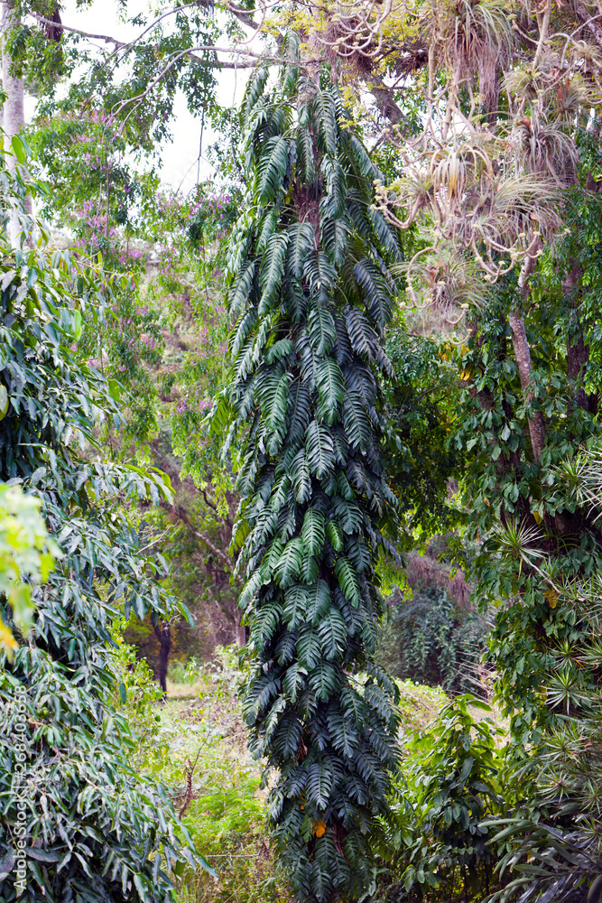 Indian mast tree (polyalthia longifolia) , the False ashoka Stock Photo ...