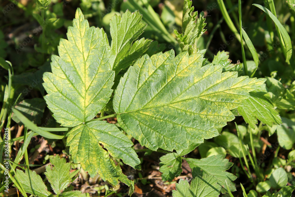 Chlorotic symptoms of Raspberry bushy dwarf virus (RBDV). Yellows ...