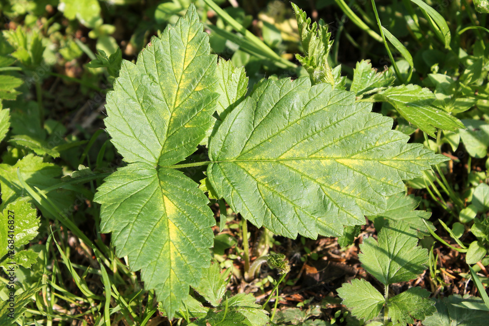 Chlorotic symptoms of Raspberry bushy dwarf virus (RBDV). Yellows ...