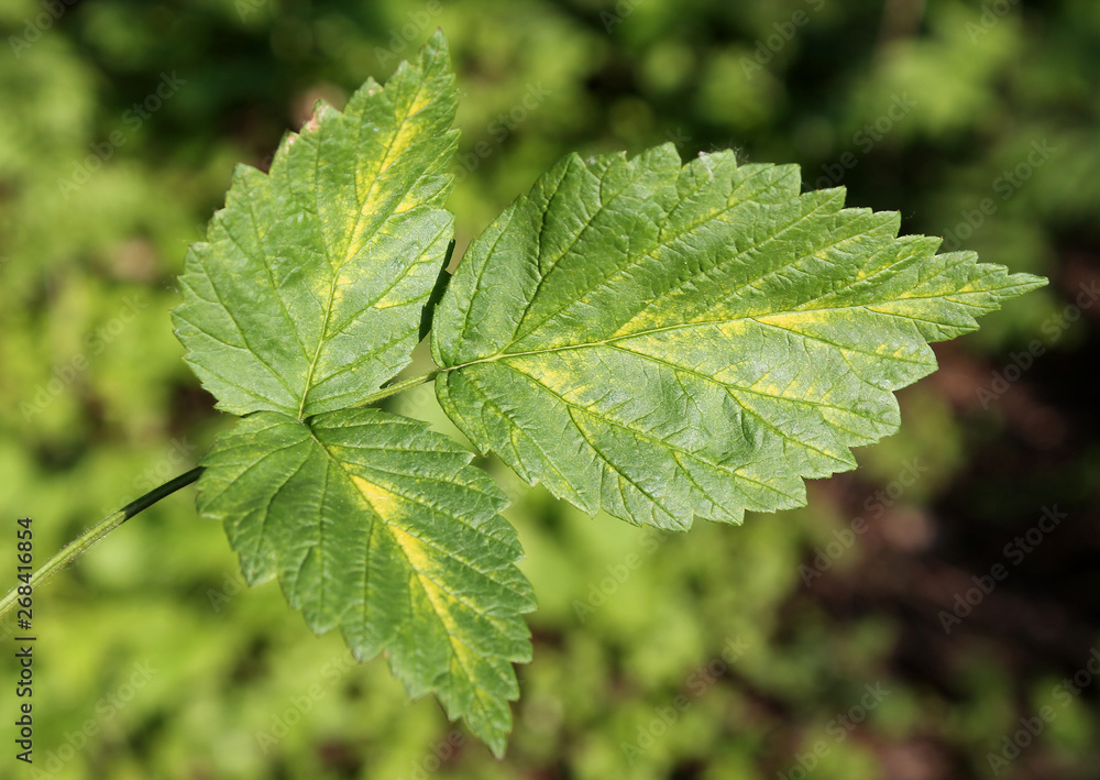 Chlorotic symptoms of Raspberry bushy dwarf virus (RBDV). Yellows ...
