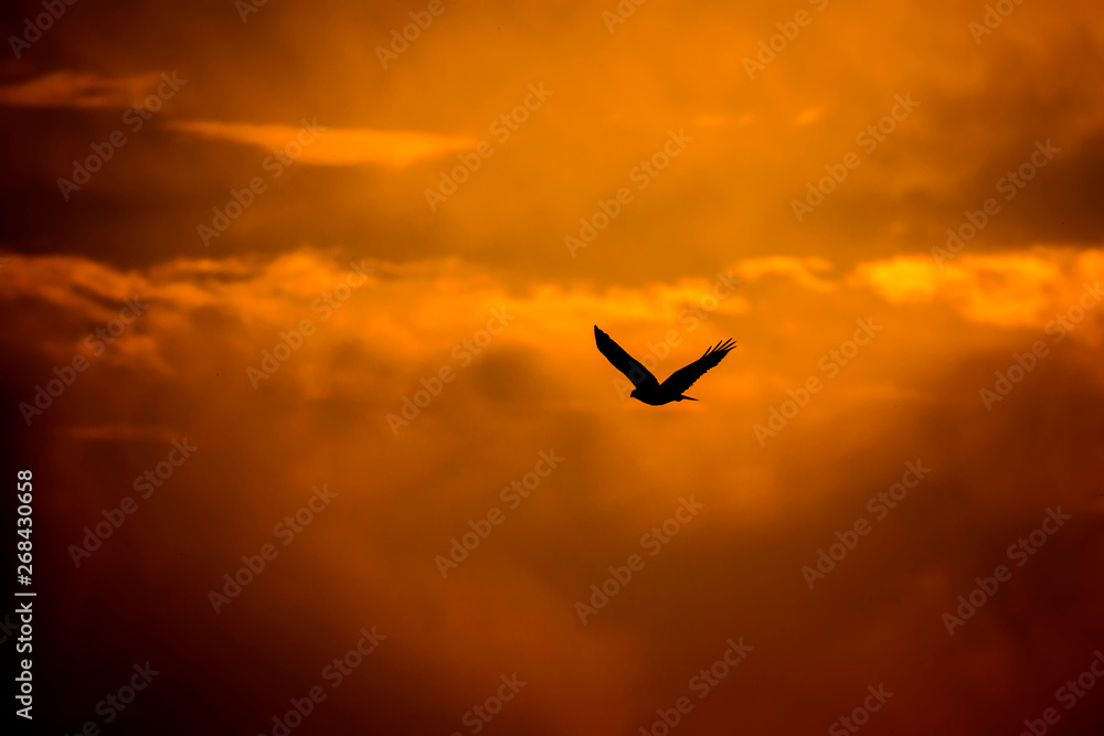 Flying hawk. Sunset sky background. Stock Photo | Adobe Stock