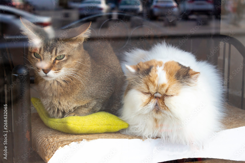 Two Sad Cats