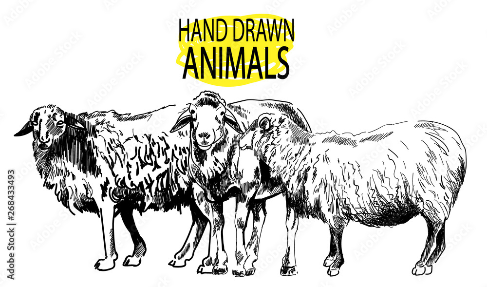 Flock of sheep. Drawing by hand in vintage style. Wool yarn. Stock ...