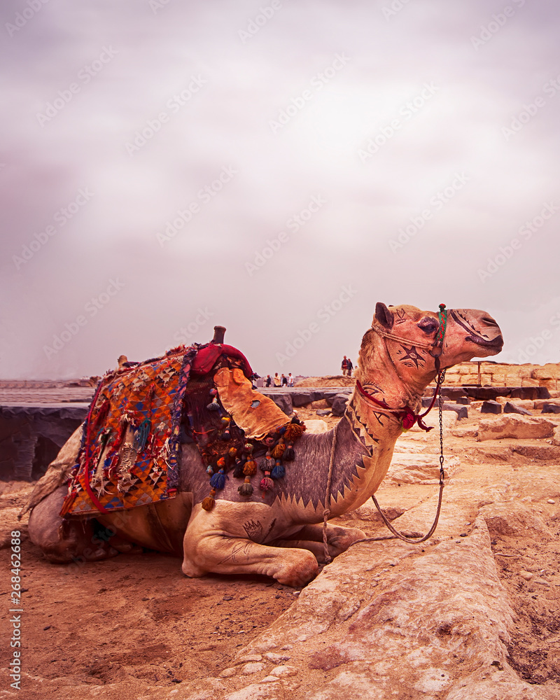 Image of a camel seated in the desert with beautiful carvings ...