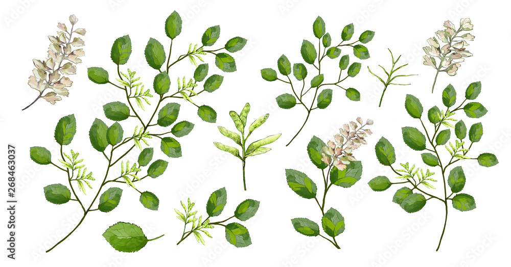 Watercolor illustration. Botanical collection of wild and garden plants ...