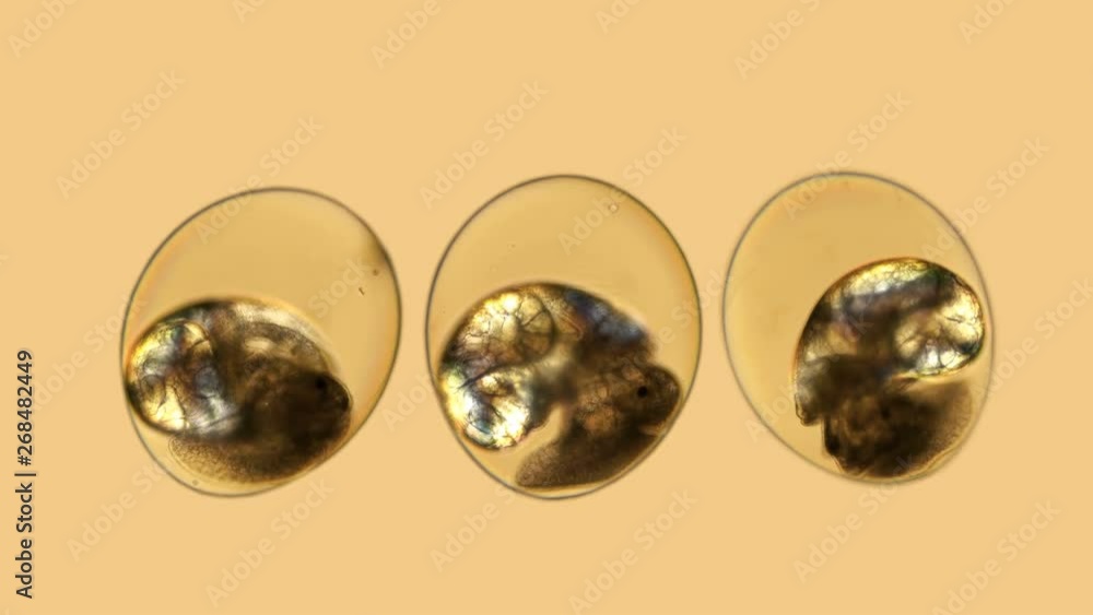 Vídeo do Stock: a snail's eggs under the microscope, the movement of ...