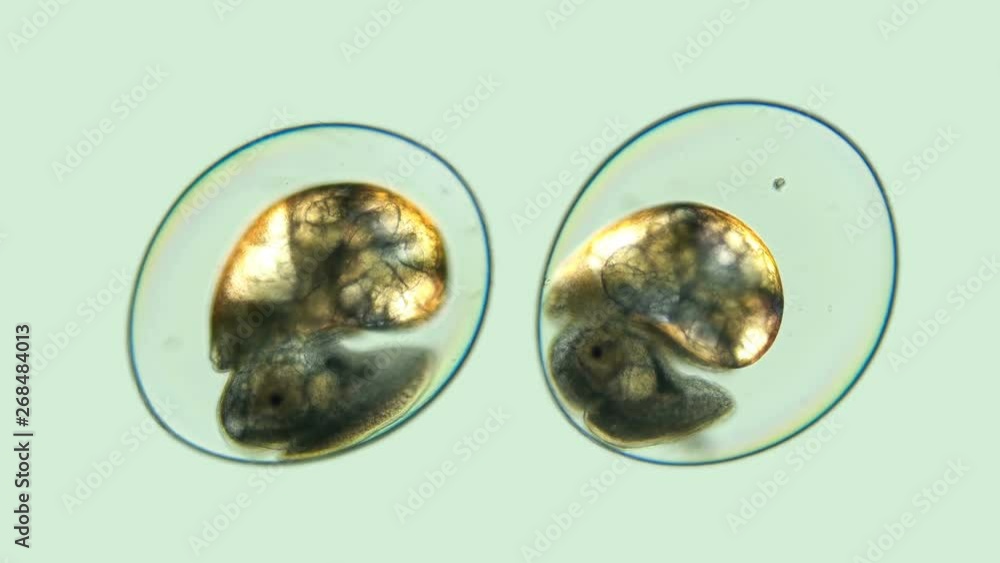 a snail's eggs under the microscope, the movement of the formed snail ...