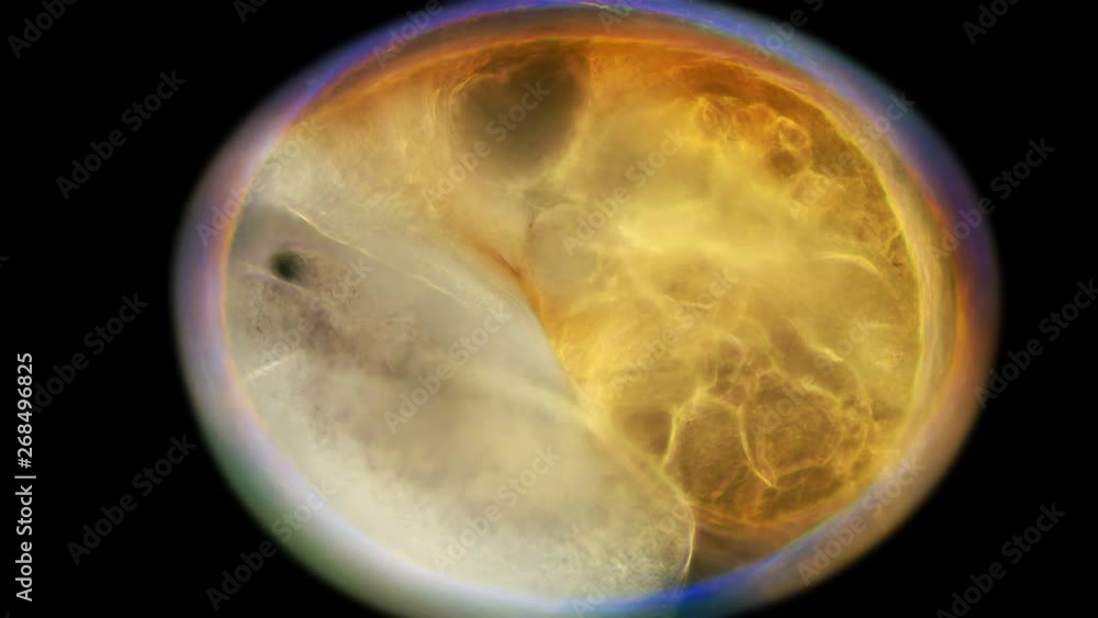 a snail egg under the microscope, the movement of the formed snail ...