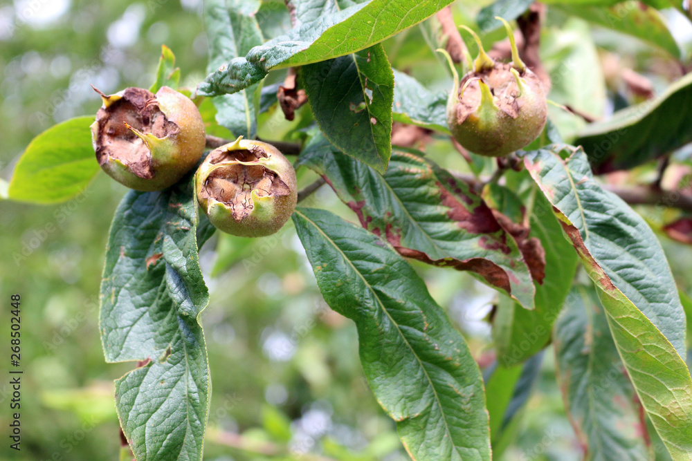 Fruits of the Common Medlar, Mespilus germanica, growing on a tree ...