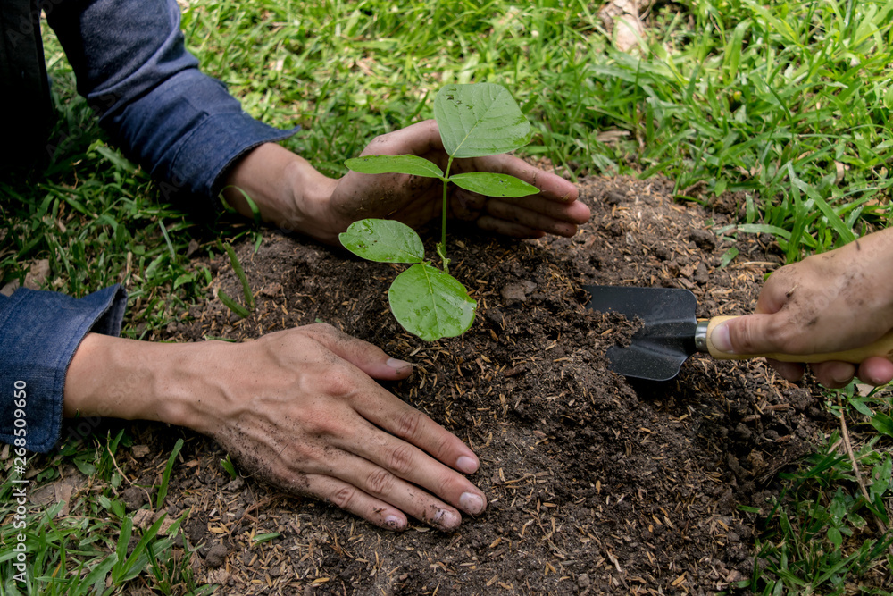 The young man used Siem to dig the soil to plant trees in his backyard ...
