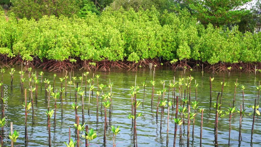 Trees of tropical mangrove forest in coast sea eastern part in Thailand ...
