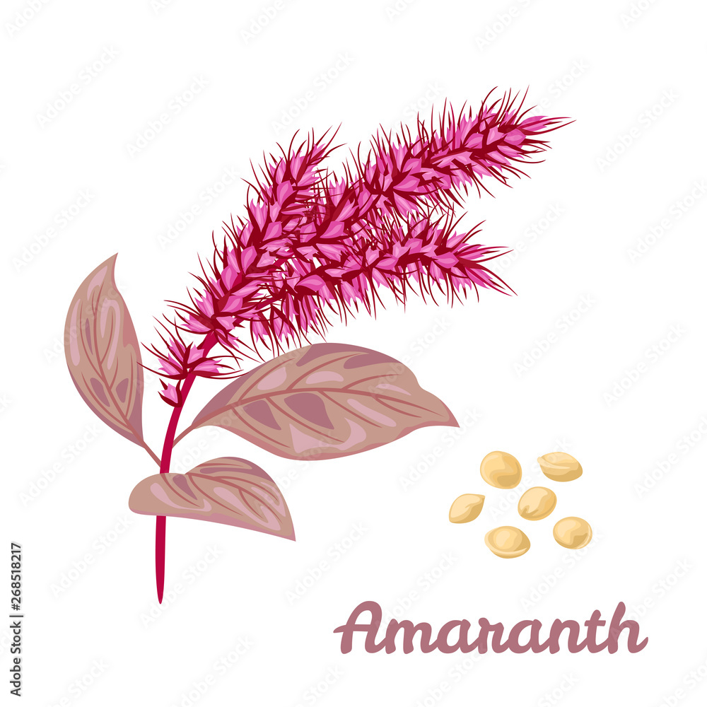 Amaranth plant and seeds isolated on white background. Vector ...